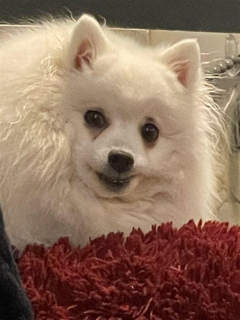 Lily Gives Her Best Smile R Japanesespitz