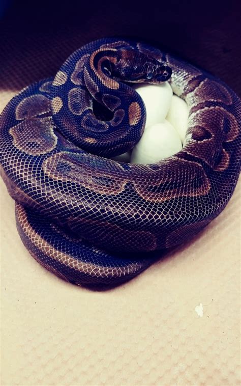 Python Mysteriously Lays Seven Eggs Despite Not Being Around A Male For Two Decades