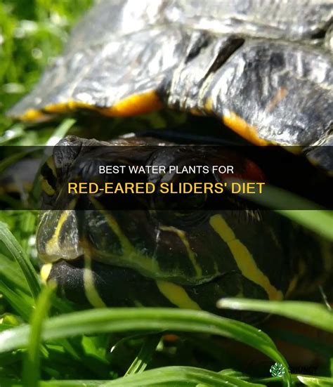 Best Water Plants For Red Eared Sliders Diet Shuncy