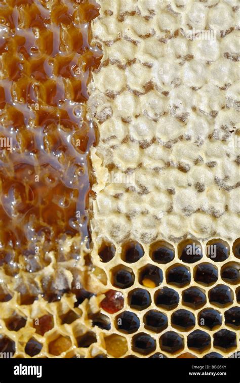 Honeycomb With Partially Open Honey Cells Pollen Cells Below Stock