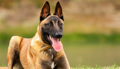 Belgian Malinois Puppy Area