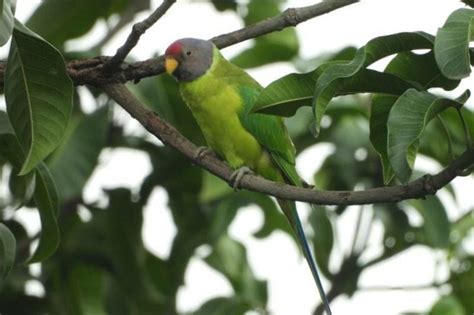 Plum Headed Parakeet Info Pictures Personality Food And Care Guide