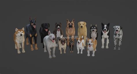 狗哈士奇泰迪犬 blender布的