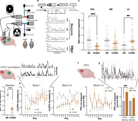Figure 4 From A Genetic Locus Mediating Attentional Processing Semantic Scholar