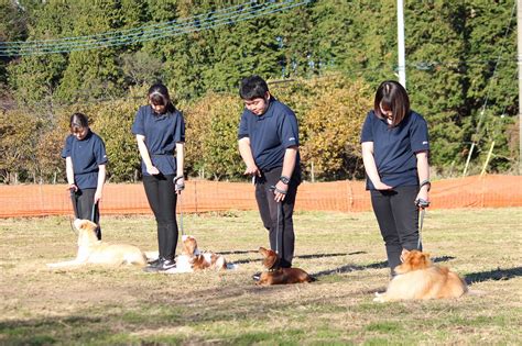 【ドッグトレーナー＆アニマルケア学科】全日本動物専門教育協会の加盟校になりました！ 最新情報・ブログ 国際ペット総合専門学校