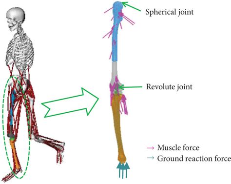 definition of the finite element model with musculoskeletal analysis