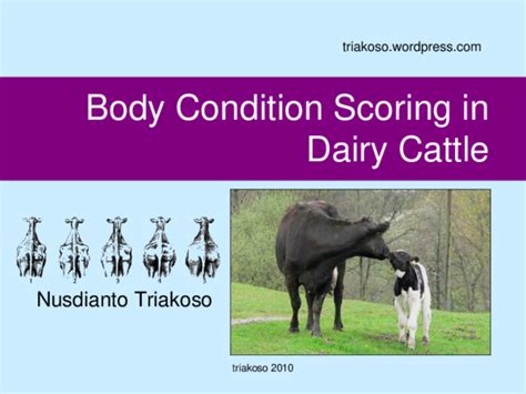 Ppt 2 Body Condition Scoring In Dairy Cattle