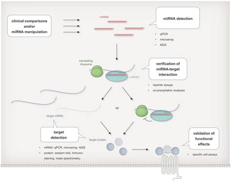Experimental Strategies For The Identification Of Mirna Targets Mirna