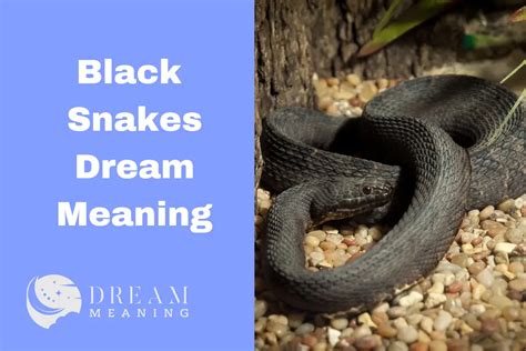 The Dream Meaning Of Black Snakes What Does It Mean To See One In Your