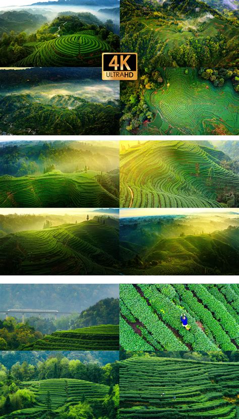 茶园茶叶春茶树村茶海采茶茶园航拍绿茶视频素材下载