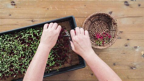 Your Practical Guide To Growing Radishes Indoors