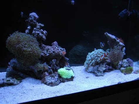 Minimalist Aquascaping Ideas
