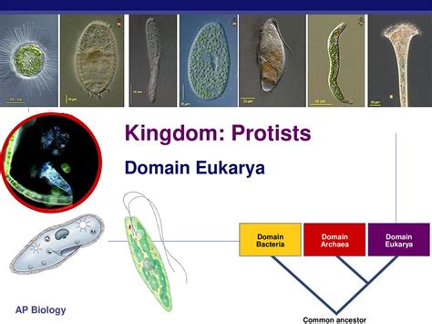 Kingdom Protists Domain Eukarya Domain Bacteria Archaea Ppt Download