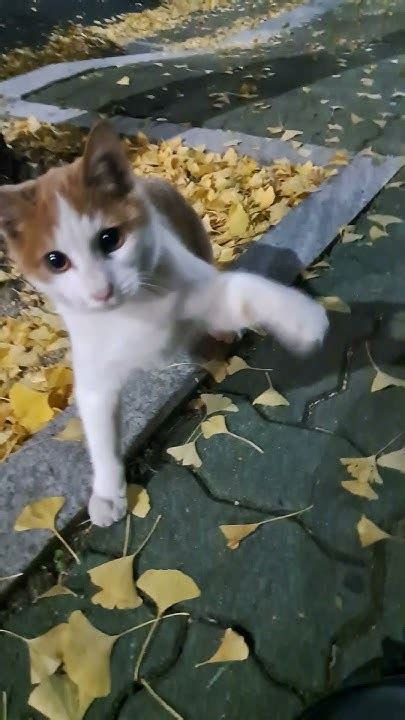 귀여운길냥이~ 아기고양이보고싶다 고양이 귀요미 아기고양이 보고싶다 귀요미 무지개다리건너다 Youtube