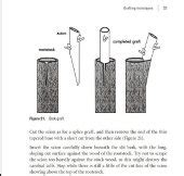 Grafting Trees Propagation Forum At Permies