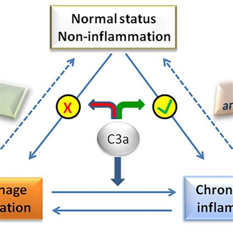 Schematic Diagram Of Complement System Activation Download Scientific Diagram