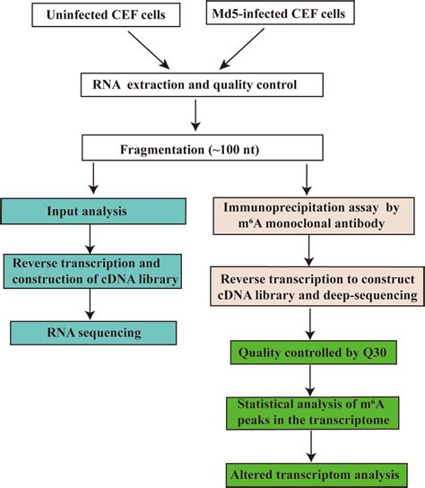 Why Is Rna Converted To Cdna At Nicole Gibbs Blog