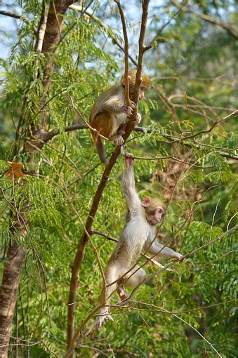 Dua Bermain Monyet Muda Di Hutan Foto Stok Unduh Gambar Sekarang