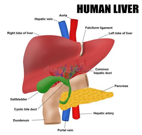 The Liver Labeled Diagram Stock Vector Illustration O