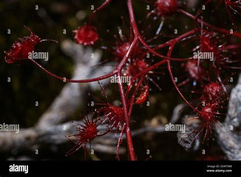 Camouflaged Red Setocoris Bug Larva Living In Symbiosis On The Red Camouflaged Red Setocoris Bug Larva Living In Symbiosis On The Red