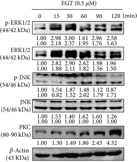 Egt Mediated Nrf2 Activation By Erk Jnk And Pkc Signaling Pathways In