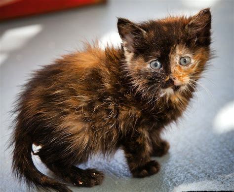 [my Kitten] Is Dressed In A Tortoise Shell Suit And I Know You Will