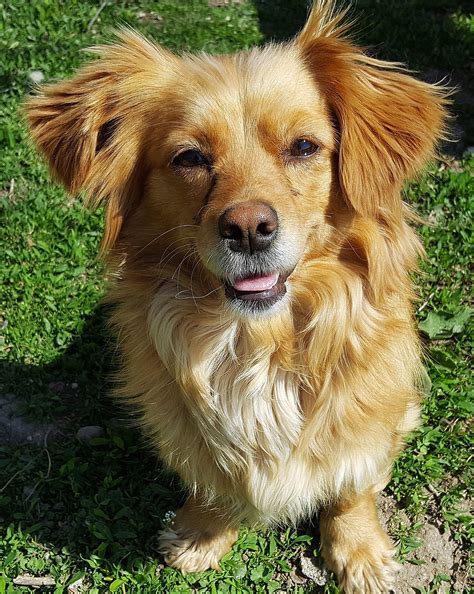 Young Dog Puppy Funny · Free photo on Pixabay
