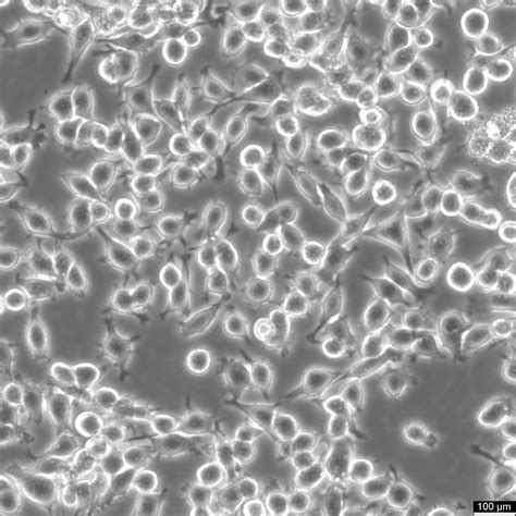 Bv2 Cells