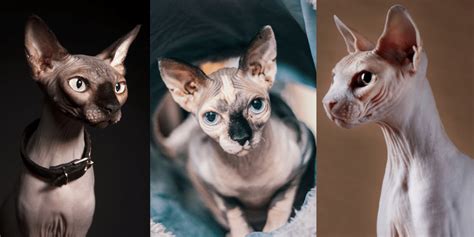 Feline 411 All About The Sphynx Cat Breed