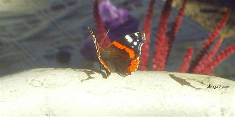 ანიკაs Page