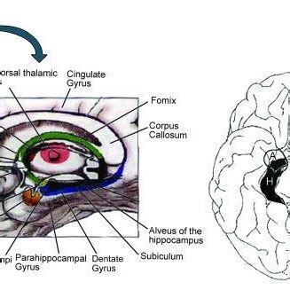 Left Panel Medial Temporal Lobe Structures And Their Connections Download Scientific Diagram