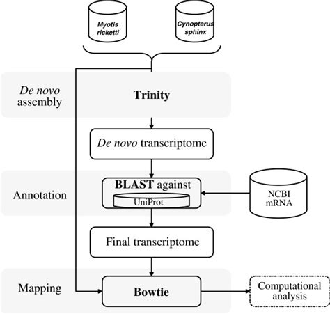 De Novo Assembly Workflow The Figure Summarizes Computational