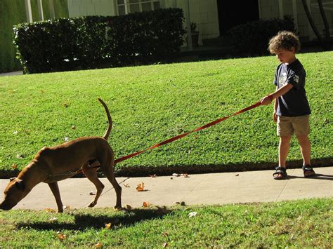 Cesar Millan Zaklinacz psów Odcinek 10 Sezon 8 Przywódcy stada