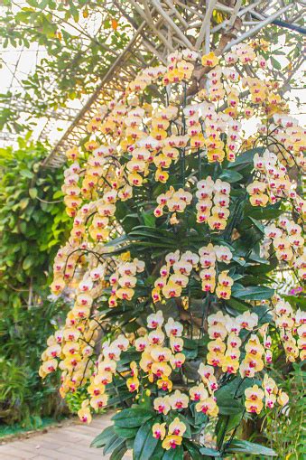 보라색 꽃가루와 녹색 잎 노란색 Phalaenopsis 난초 꽃 호 접 또는 우아한 나 방 난초는 가장 아름 다운 중 하나입니다