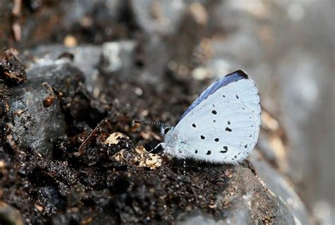 Celastrina Sugitanii From On February At Am By Inaturalist