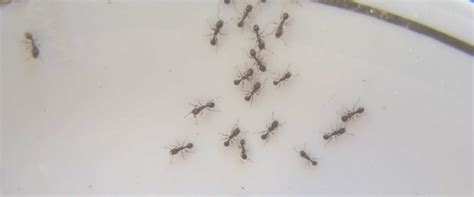 Final Edited Version Winning The Battle Against Ants In Folsom Expert