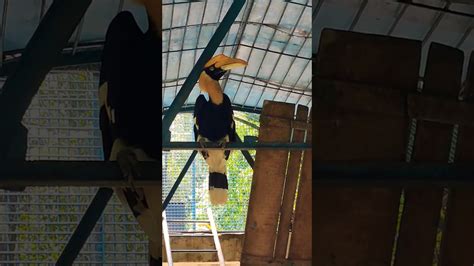Great Hornbill Bird Youtube
