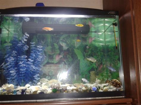 Есть ли среди Пикабушников Аквариумисты? Как и чем кормит рыбок ...