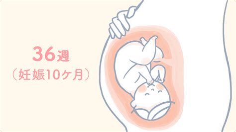 ラッシュ お別れ 省 臨月 内臓 Hana Mochi Jp