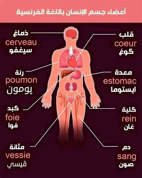 ‎تعلم اللغة الفرنسية بسهولة للمبتدئين Apprendre Le Français 🇲🇫