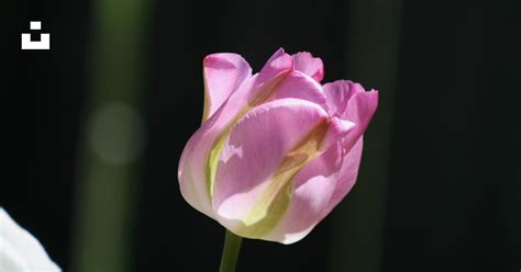 흐릿한 배경의 분홍색 꽃 클로즈업 사진 Unsplash의 무료 스노호미쉬 이미지