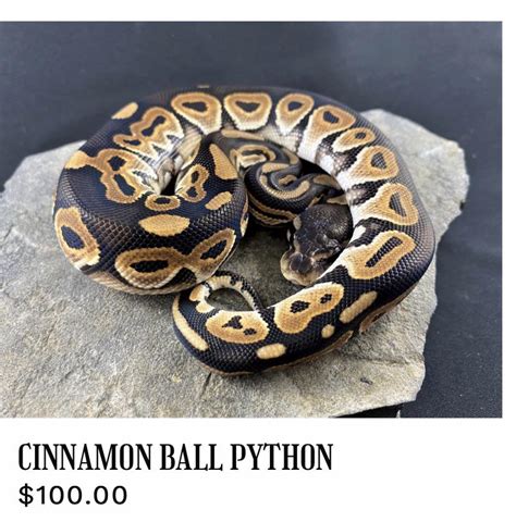 Best Substrate For Ball Python R Ballpython