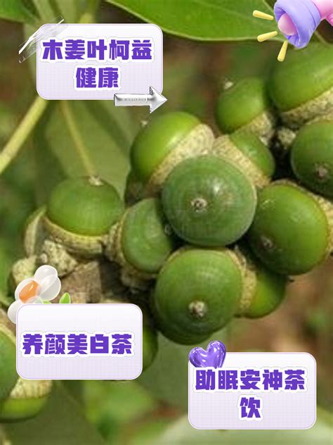 木姜叶柯的功效与作用