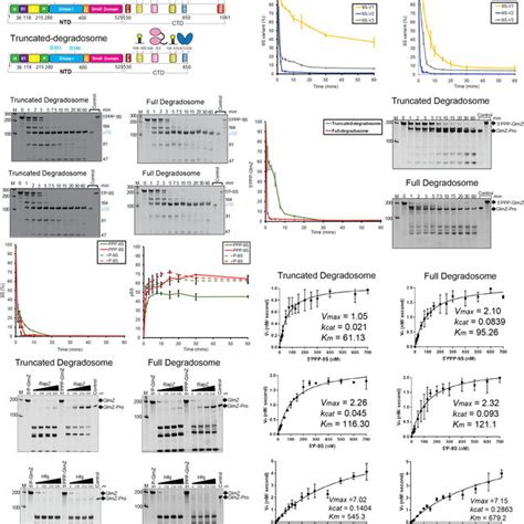 Kinetics Parameters For Rna Cleavage Catalyzed By Rnase E Catalytic