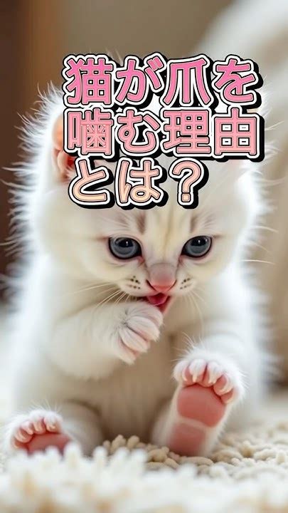 猫が爪を噛む理由とは？健康管理やストレスのサインかもしれません！猫 爪を噛む理由 猫の行動 猫好き 猫豆知識 猫のケア Youtube