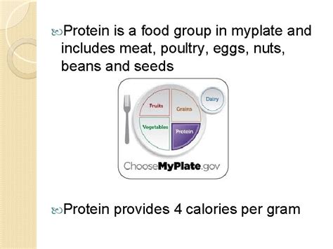 Protein The Bodys Building Blocks Proteins Main Function