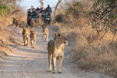 Kruger National Park The Gem In The Heart Of Africa The Citizen