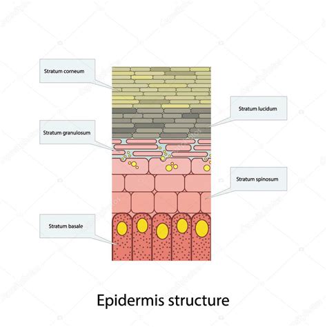 Epidermis Queratina Estrato Espinoso Ladrillo Bloque Imagen Vectorial De © Basstock