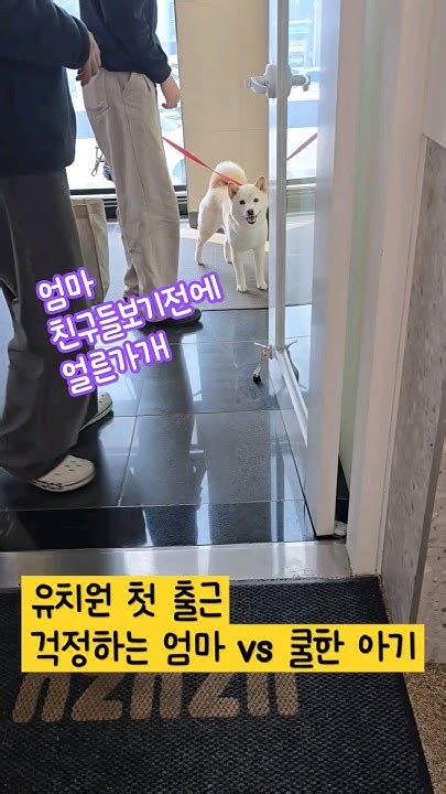 나도 다닌다 개치원🐶🔼 첫등교 강아지일상 강아지반응 강아지유치원 Dogshorts Dogreaction