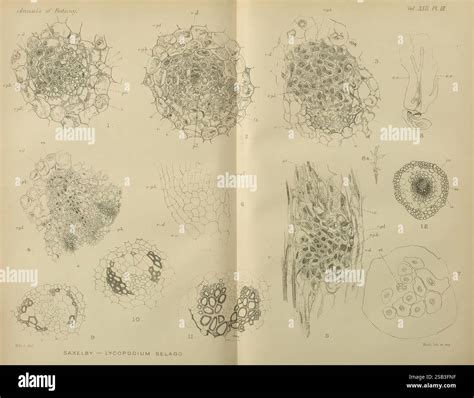 Annals Of Botany London Botany Periodicals Plants This Collection